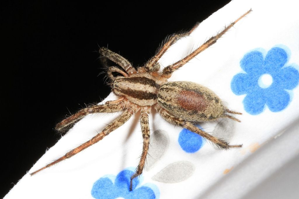 5 Most Common Spiders in New England and How to Keep Them Out