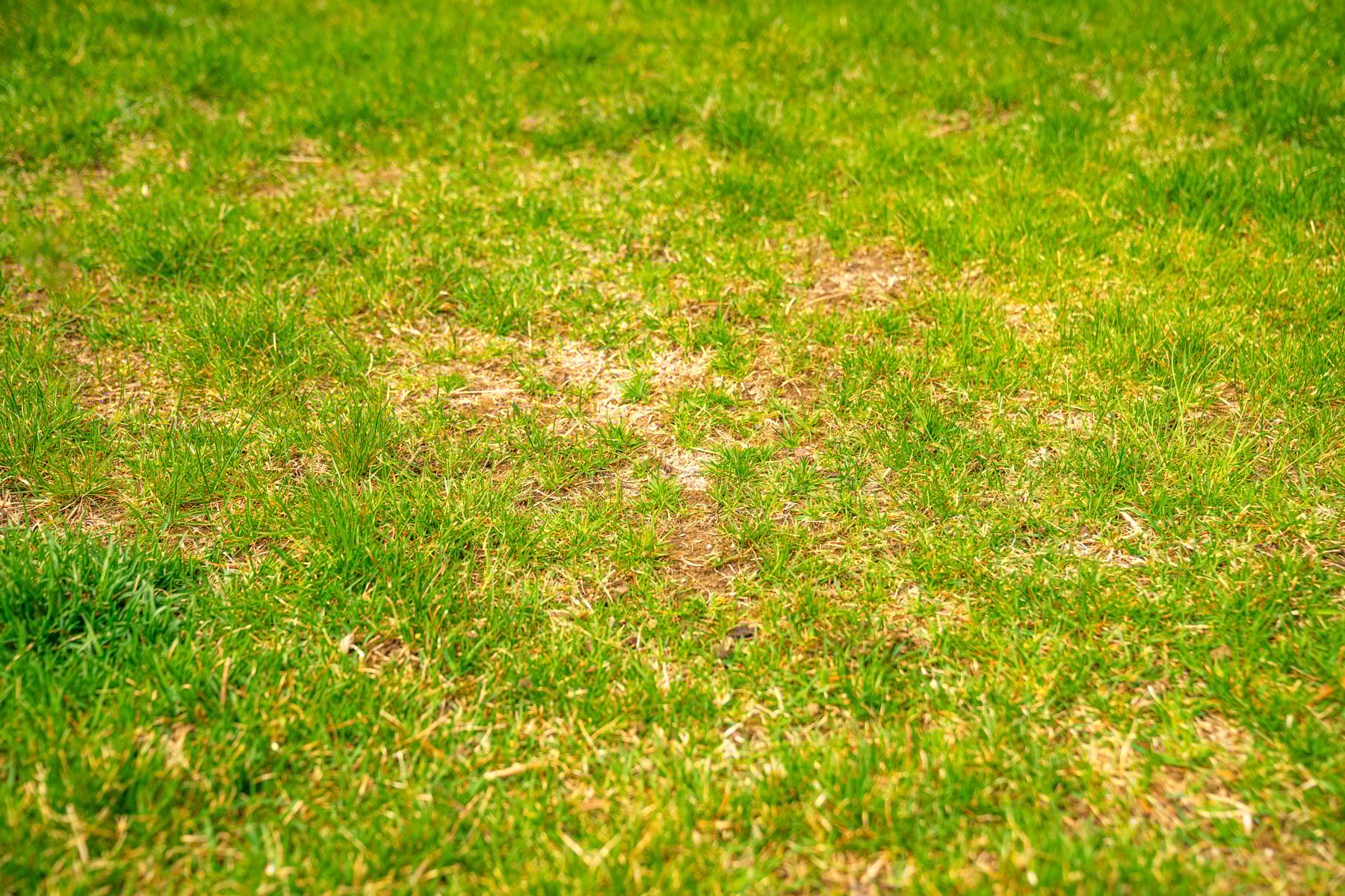 Dormant Grass vs Dead Grass: How to Tell the Difference