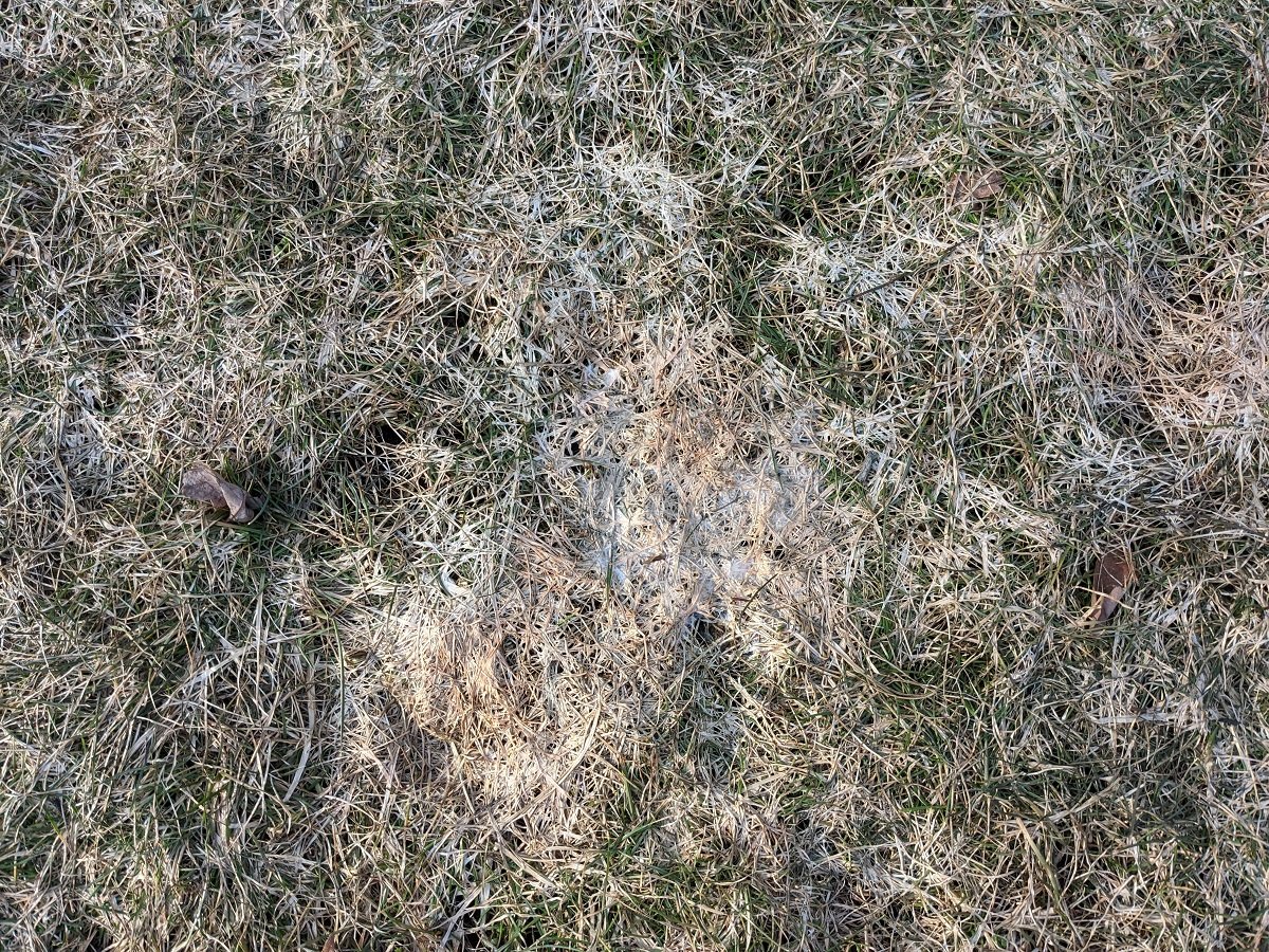 Understanding Lawn Snow Mold: Causes, Symptoms, and Treatment