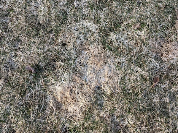 Snow Mold in Lawns: What It Is, What Causes It & How to Treat It Fast