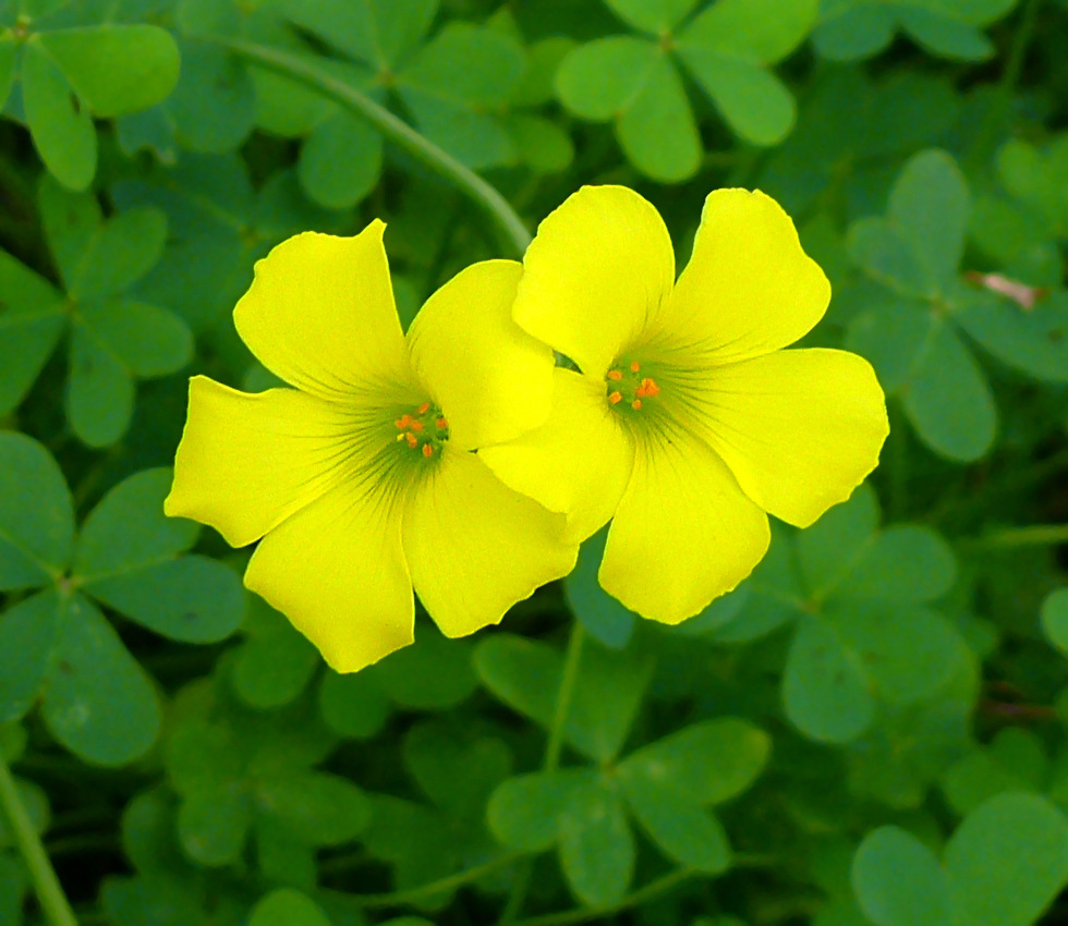Understanding Oxalis Weed: Identification and Control Tips in New England