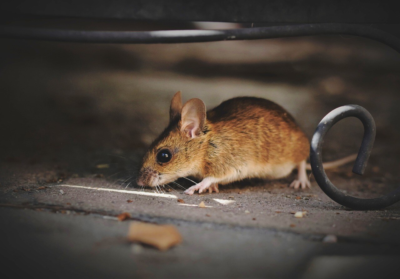 Understanding Rodent Bait Stations: How Do They Work & Are They Safe?