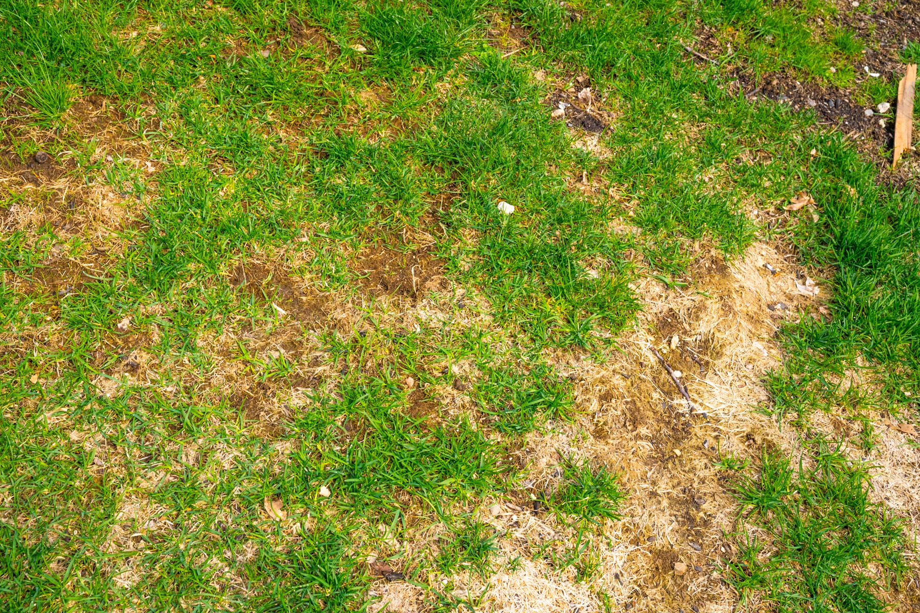 Dormant Grass vs Dead Grass: How to Tell the Difference